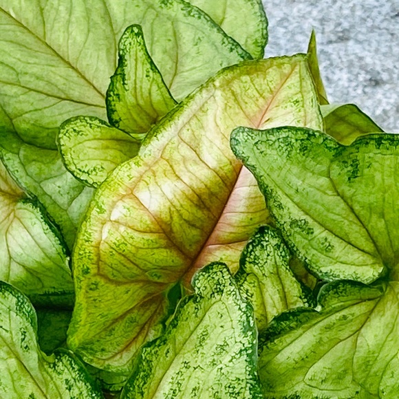 Other | Syngonium Berry Allusion Arrow Head Live Plant | Poshmark